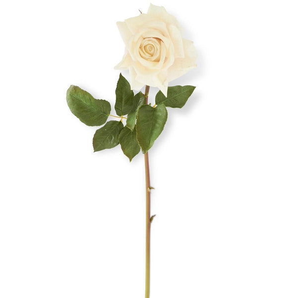 White Duchess Rose – Olive Tree Marketplace